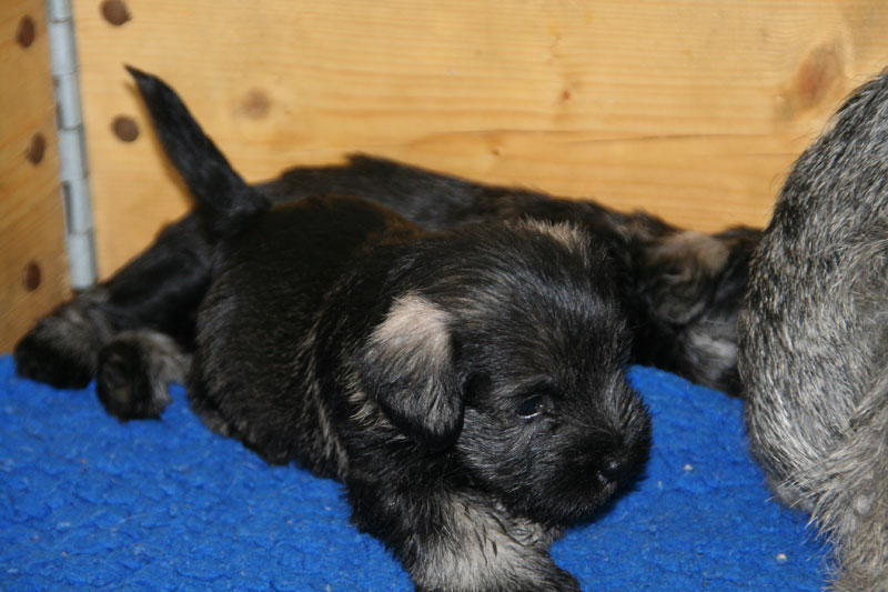 En fundersam valp...som kollar in morsan lite...